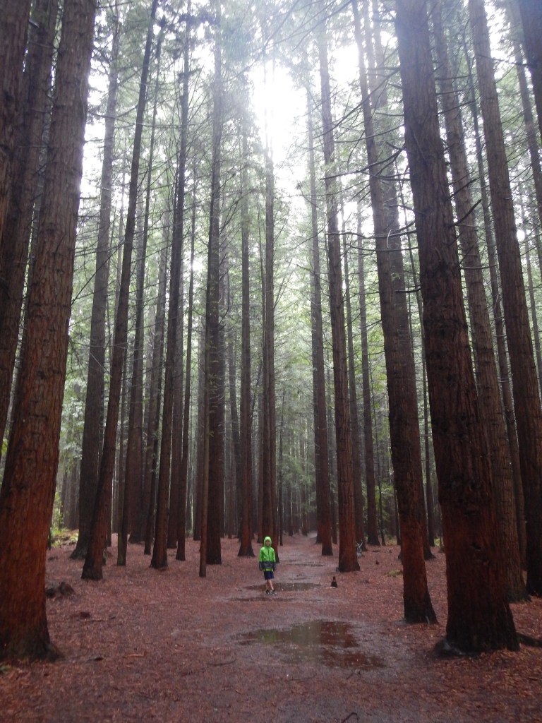 Raining in the Redwoods – Out of our Comfort Zone to Explore the World