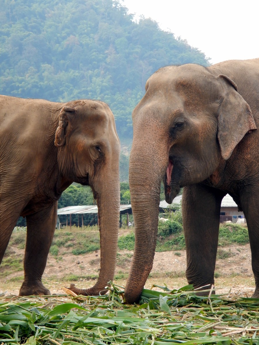 Please Don’t Ride the Elephants – Out of our Comfort Zone to Explore ...